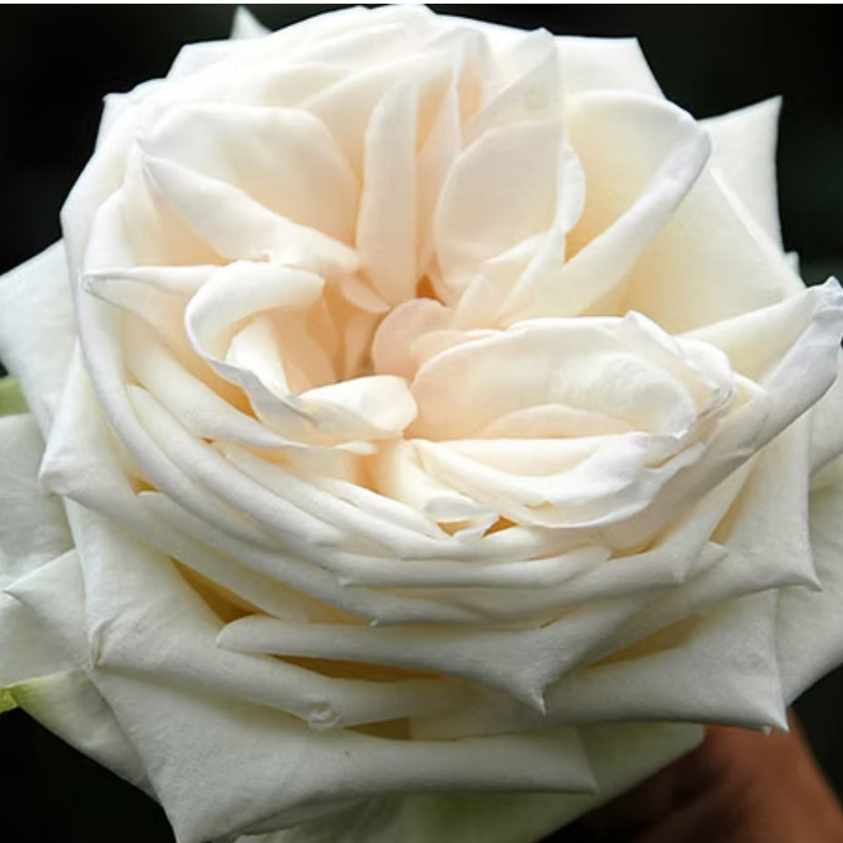 White O’Hara – 56Flowers
